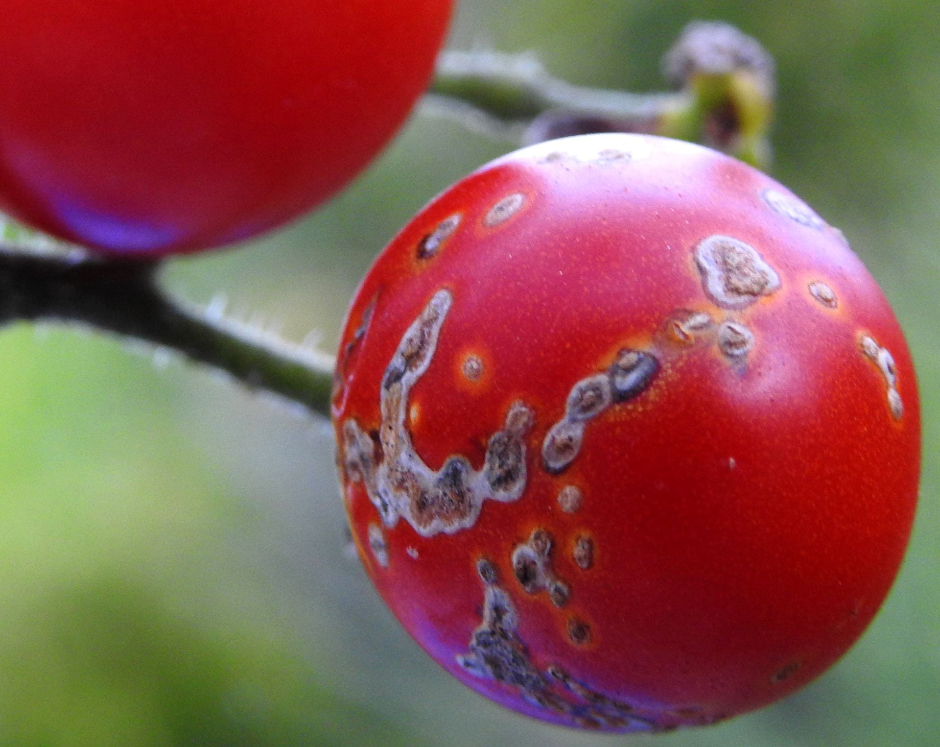 BỆNH GHẺ VI KHUẨN CÀ CHUA VÀ CÁCH PHÒNG TRỪ - Công ty TNHH THƯƠNG MẠI ...